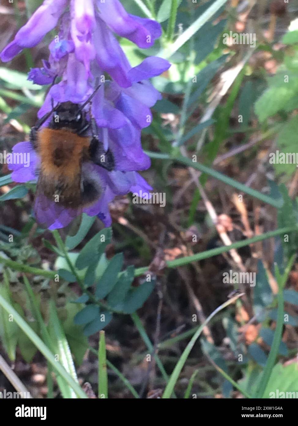 Common Carder Bumble Bee (Bombus pascuorum) Insecta Stock Photo - Alamy