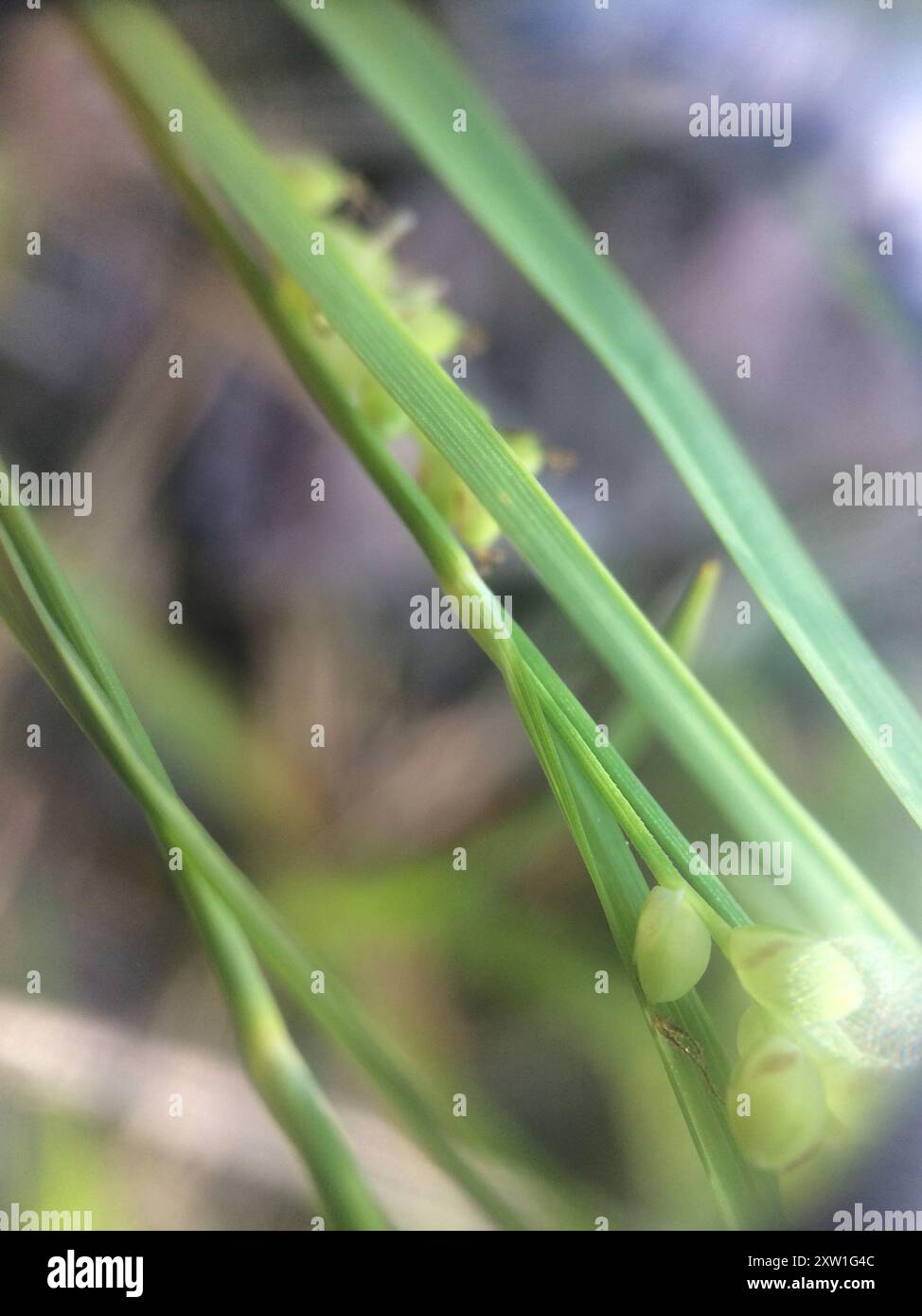 golden sedge (Carex aurea) Plantae Stock Photo - Alamy