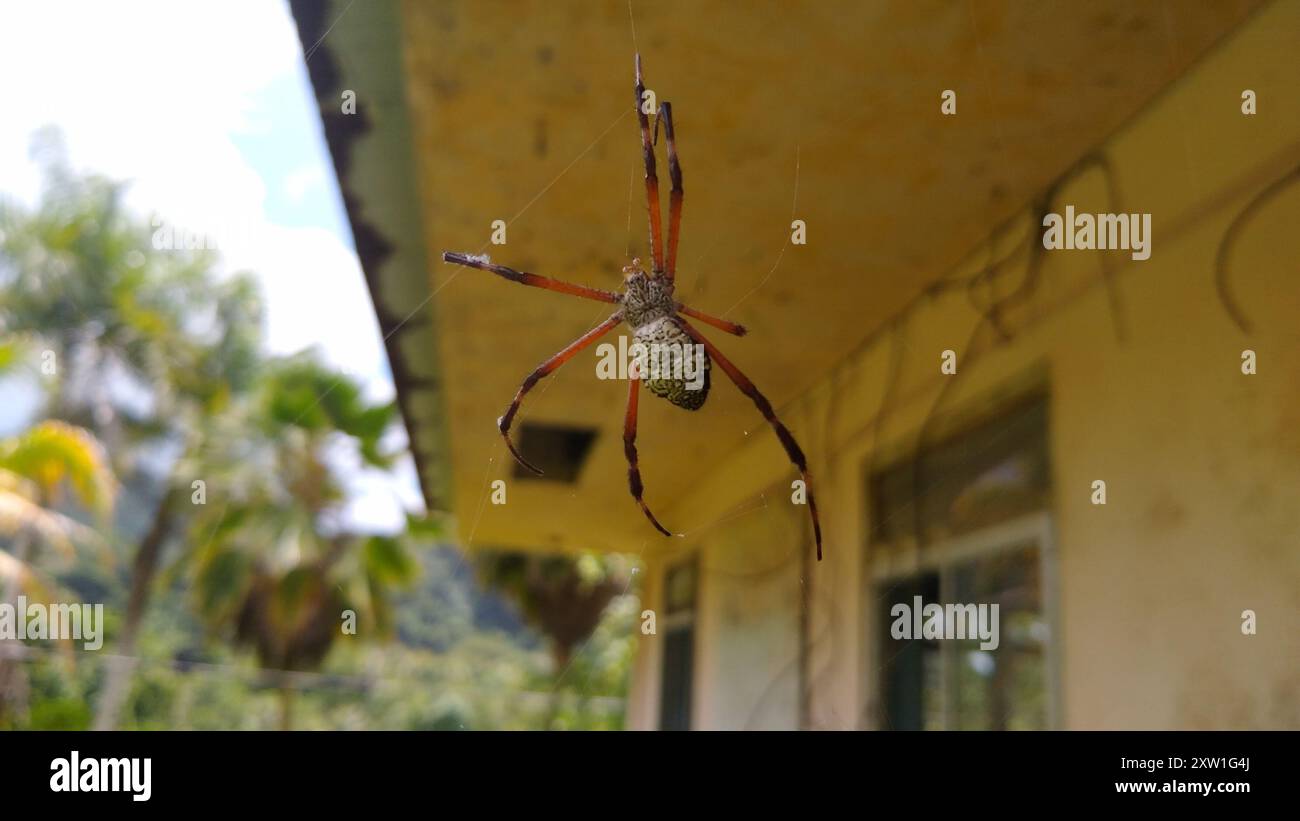 Hawaiian Garden Spider (Argiope appensa) Arachnida Stock Photo - Alamy
