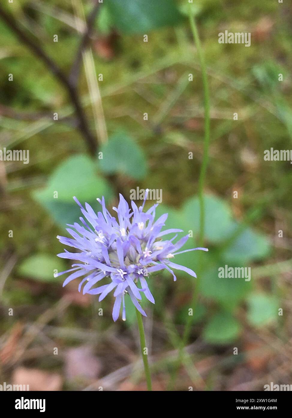 Sheep's-bit (Jasione montana) Plantae Stock Photo - Alamy