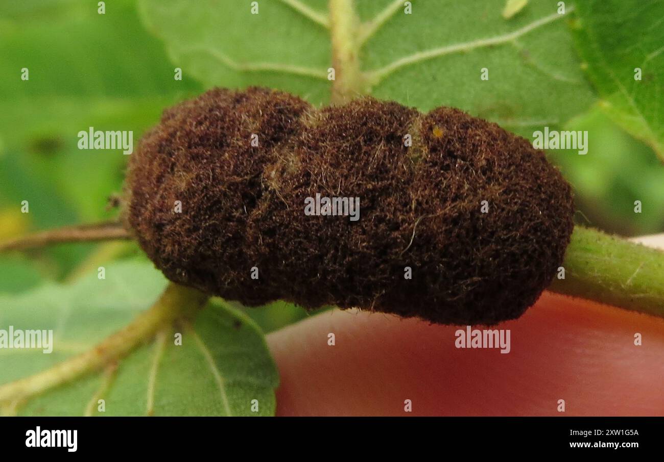 Black Walnut Petiole Gall Mite (Aceria caulis) Arachnida Stock Photo ...