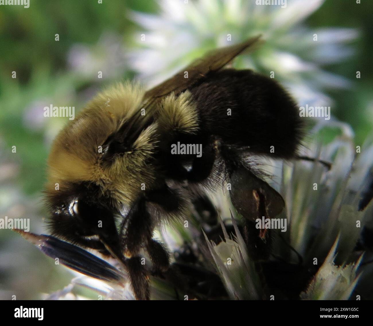 Common Eastern Bumble Bee (Bombus impatiens) Insecta Stock Photo - Alamy