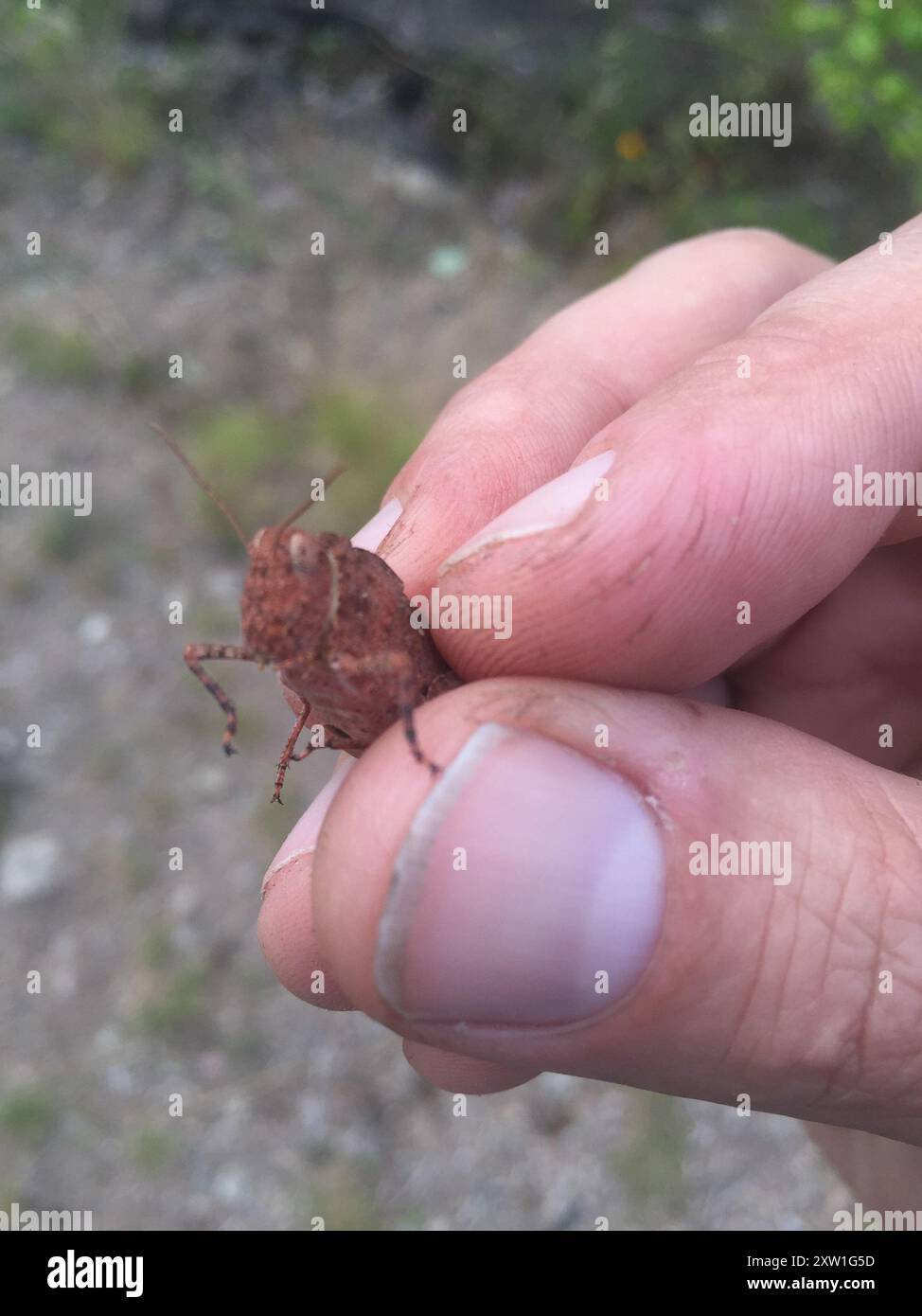 Carolina Grasshopper (Dissosteira carolina) Insecta Stock Photo - Alamy