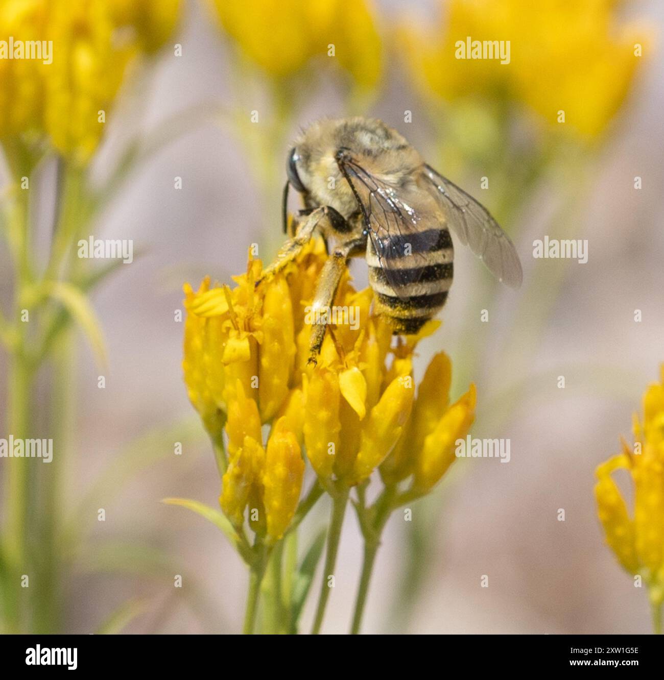 Urbane Digger Bee (Anthophora urbana) Insecta Stock Photo - Alamy