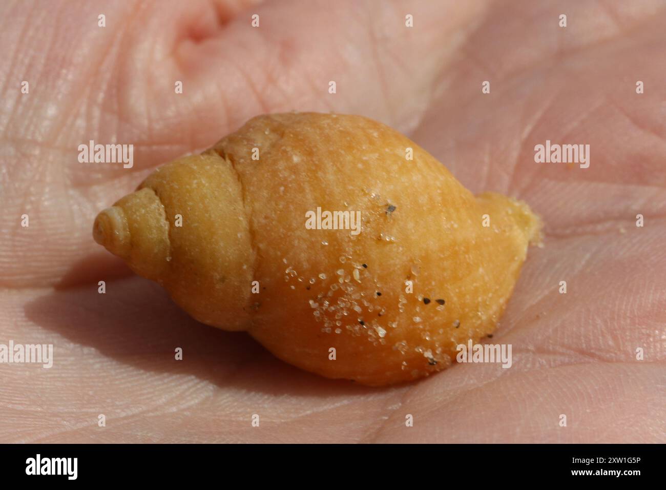 Atlantic Dogwhelk (Nucella lapillus) Mollusca Stock Photo - Alamy