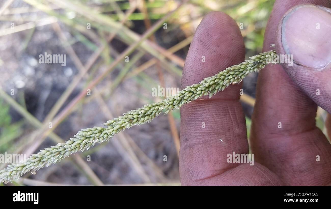 Parramatta Grass (Sporobolus africanus) Plantae Stock Photo - Alamy