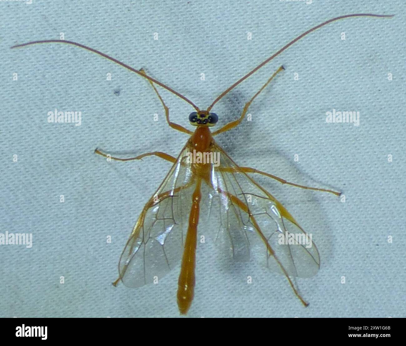 Short-tailed Ichneumonid Wasps (Ophioninae) Insecta Stock Photo - Alamy
