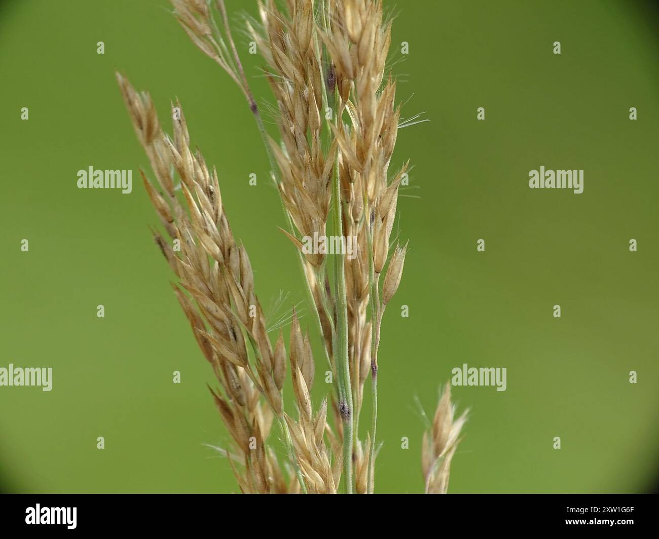 canadian bluejoint (Calamagrostis canadensis) Plantae Stock Photo - Alamy