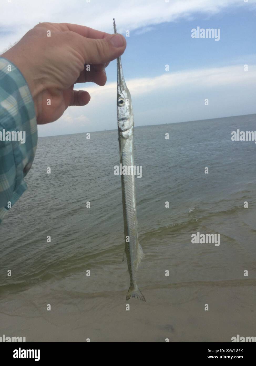 Atlantic Needlefish (Strongylura marina) Actinopterygii Stock Photo - Alamy