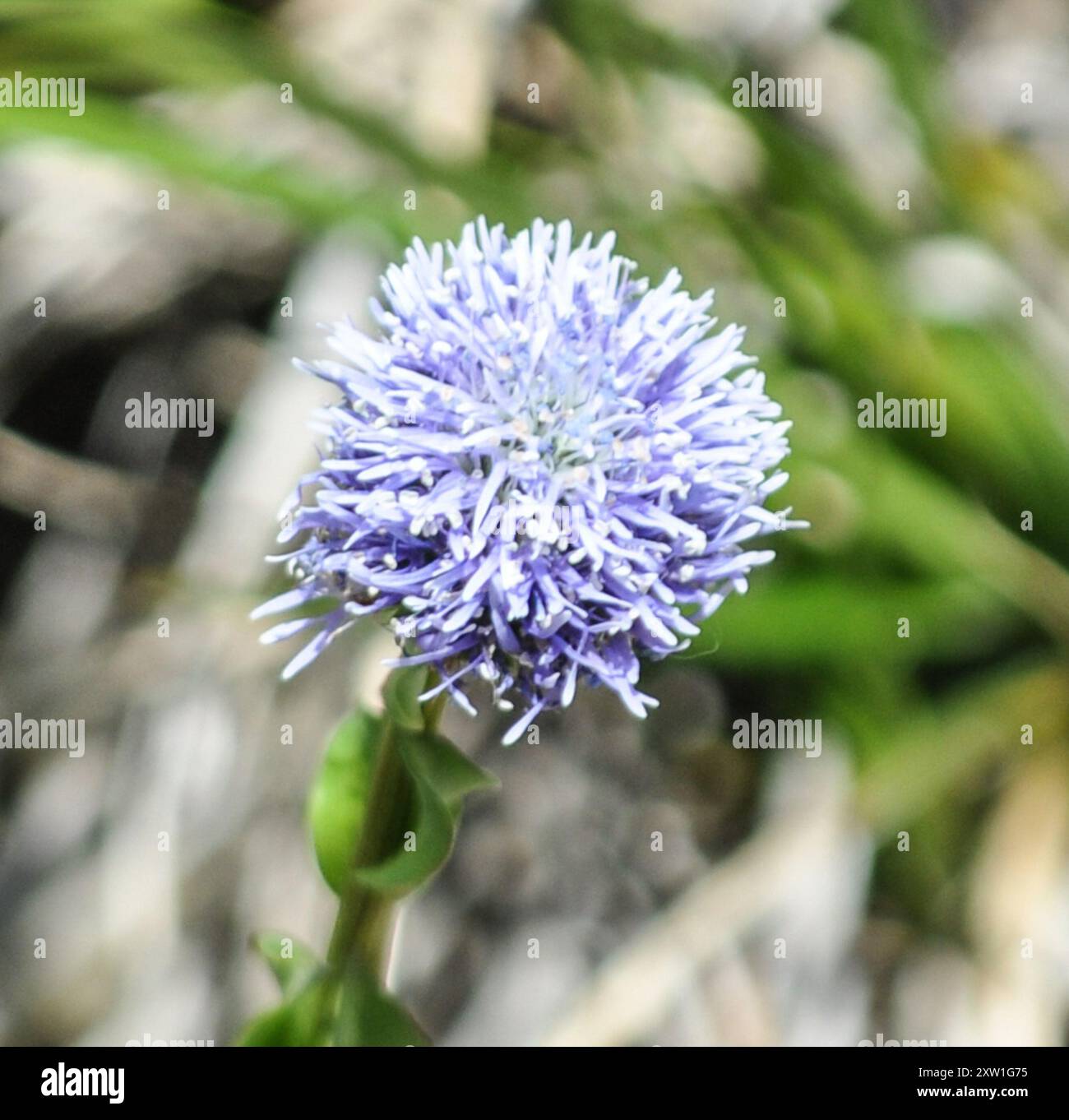Sheep's-bit (Jasione montana) Plantae Stock Photo - Alamy