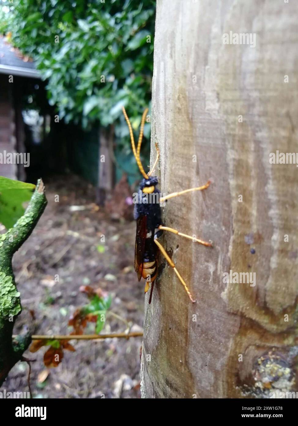 Giant Woodwasp (Urocerus gigas) Insecta Stock Photo - Alamy