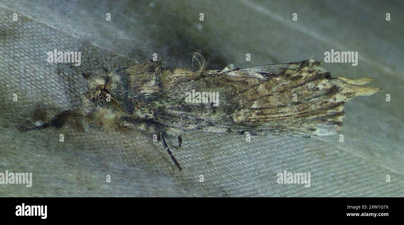 Unicorn Prominent (Coelodasys unicornis) Insecta Stock Photo - Alamy