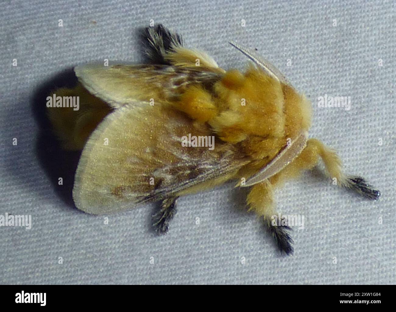 Southern Flannel Moth (Megalopyge opercularis) Insecta Stock Photo - Alamy