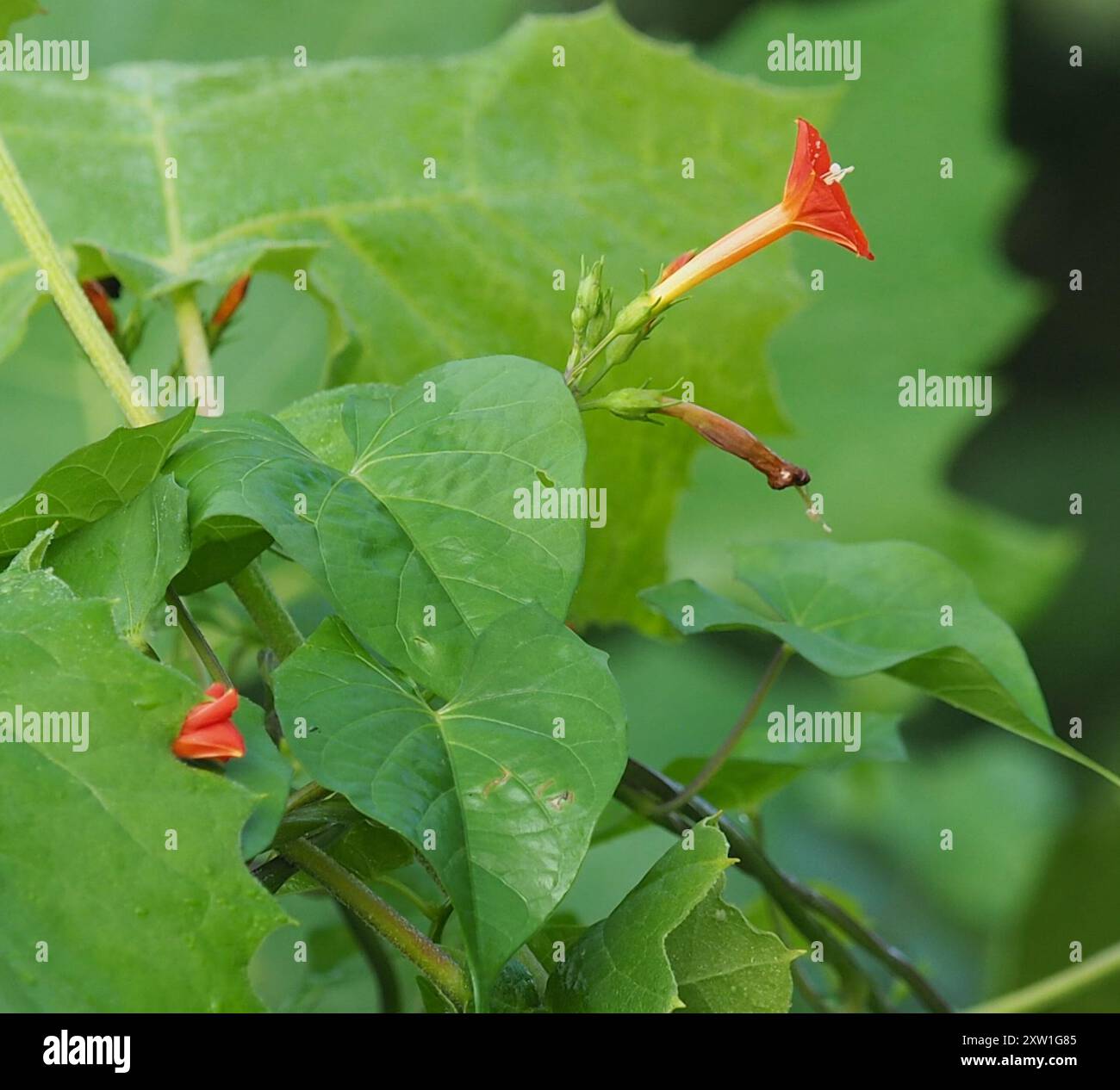 red morning glory (Ipomoea coccinea) Plantae Stock Photo - Alamy