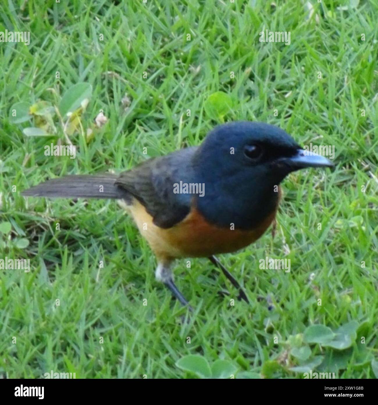 Vanikoro flycatcher hi-res stock photography and images - Alamy