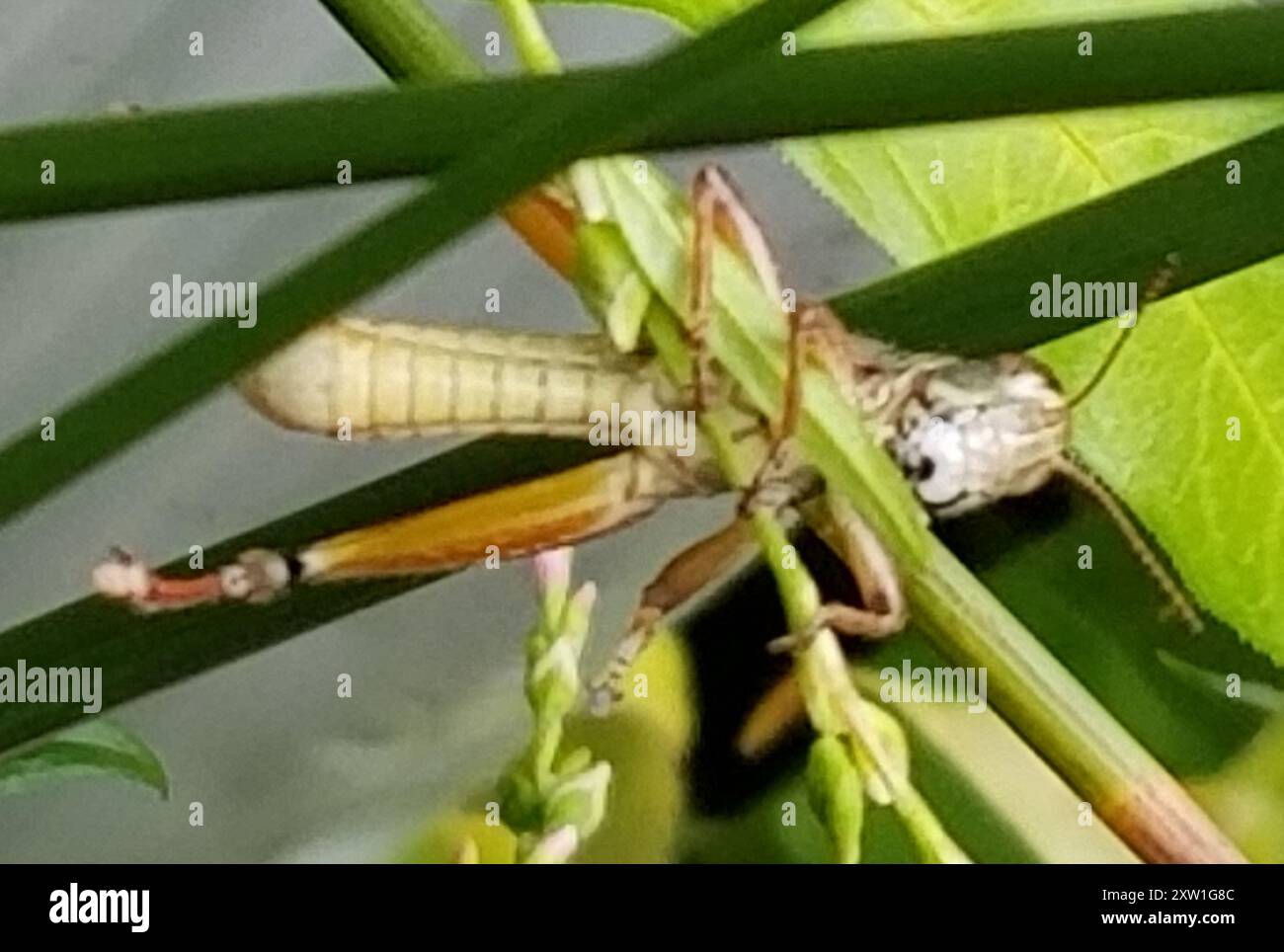Migratory Grasshopper (Melanoplus sanguinipes) Insecta Stock Photo - Alamy