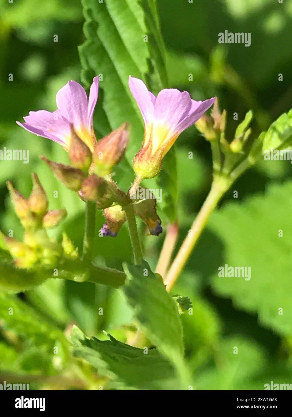 Pyramid Flower (Melochia pyramidata) Plantae Stock Photo - Alamy