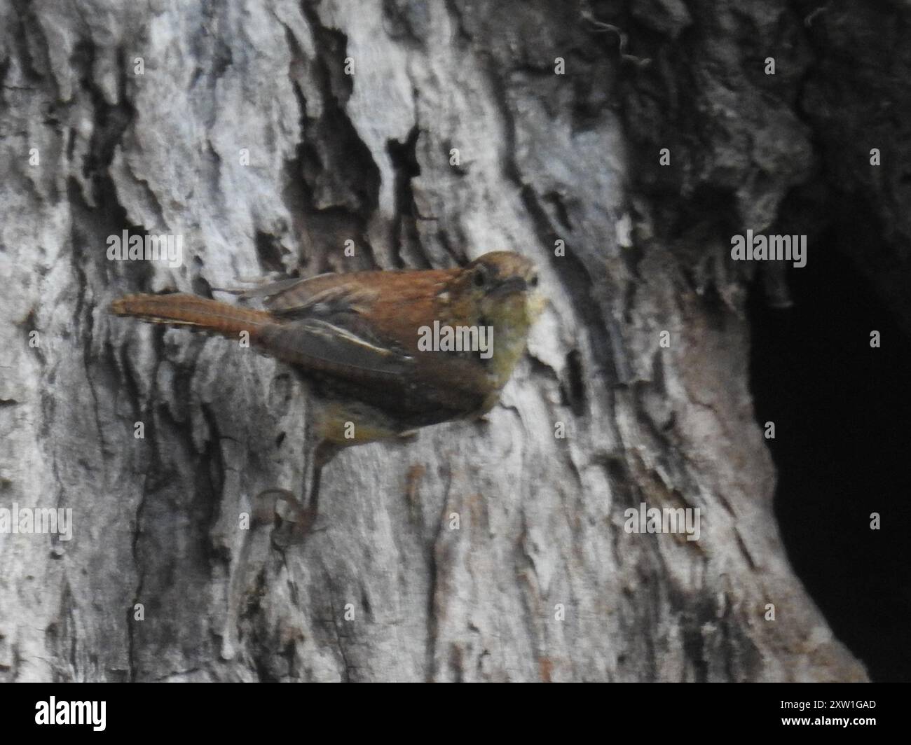 Carolina Wren (Thryothorus ludovicianus) Aves Stock Photo - Alamy