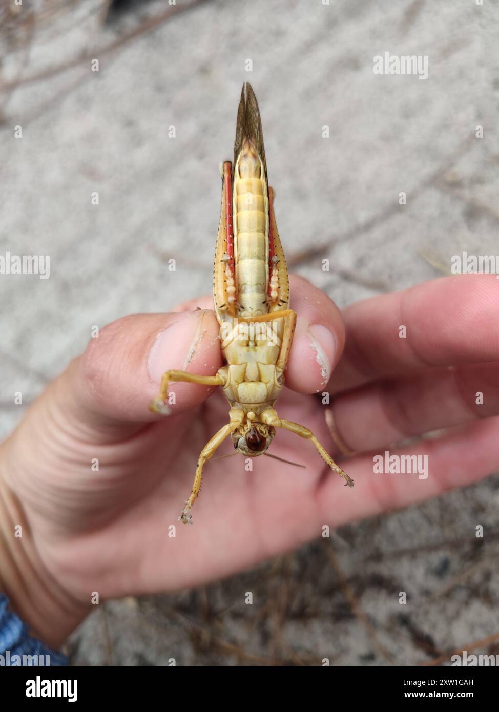American Bird Grasshopper (Schistocerca americana) Insecta Stock Photo ...