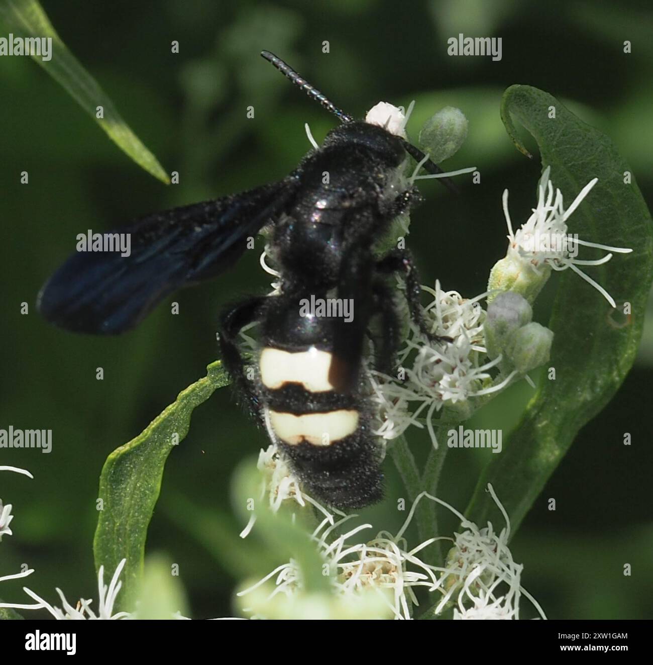 Double-banded Scoliid Wasp (Scolia bicincta) Insecta Stock Photo - Alamy
