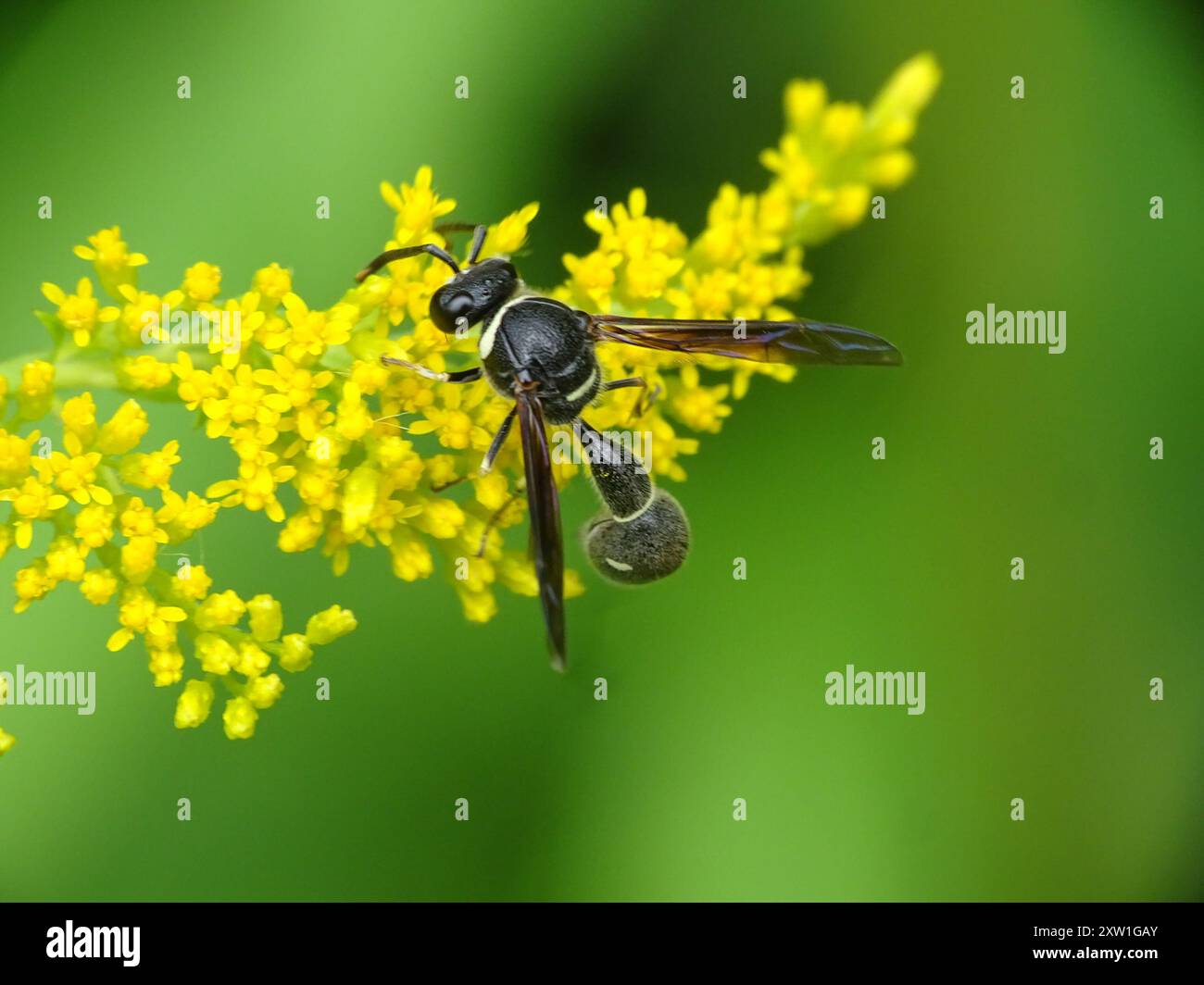 Fraternal Potter Wasp (Eumenes fraternus) Insecta Stock Photo - Alamy