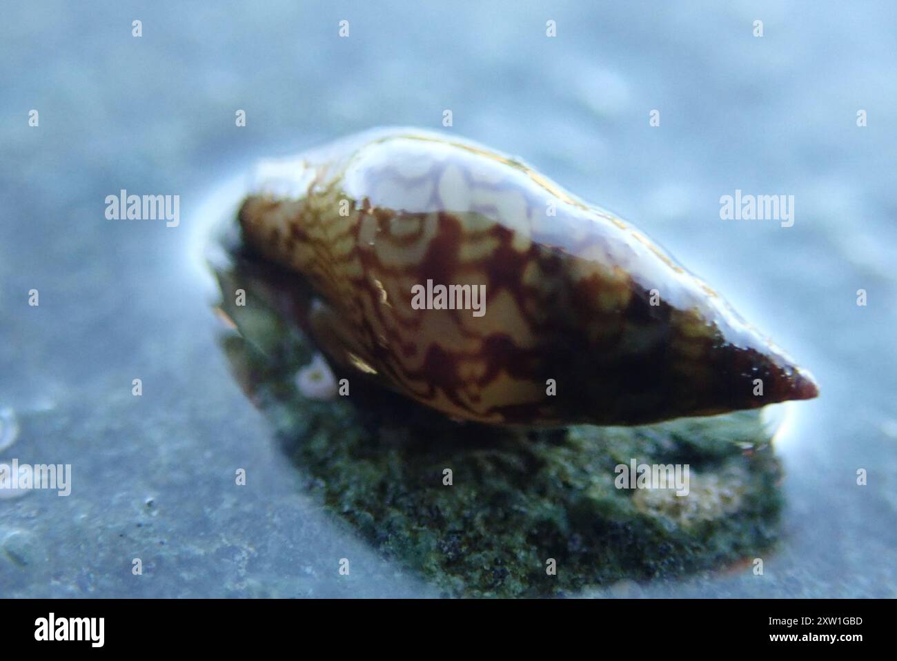 Gastropods (Gastropoda) Mollusca Stock Photo - Alamy