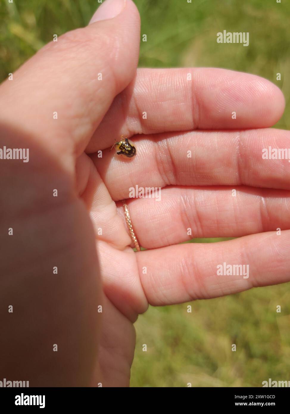 Mottled Tortoise Beetle (Deloyala guttata) Insecta Stock Photo - Alamy