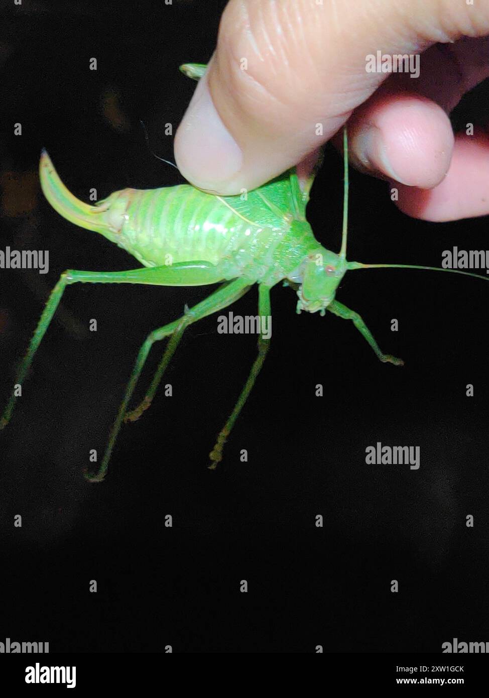 Common True Katydid (Pterophylla camellifolia) Insecta Stock Photo - Alamy