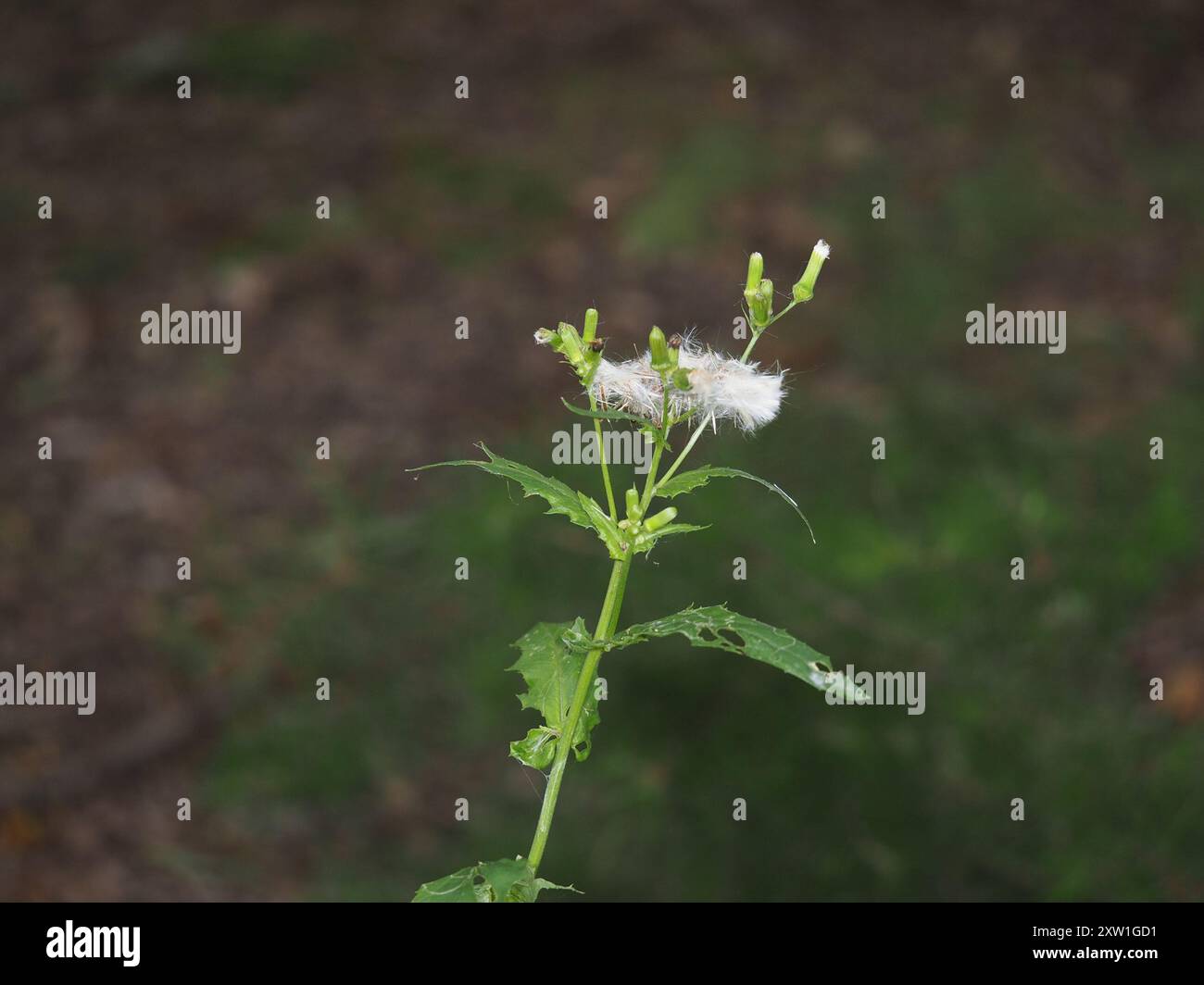 American burnweed (Erechtites hieraciifolius) Plantae Stock Photo - Alamy