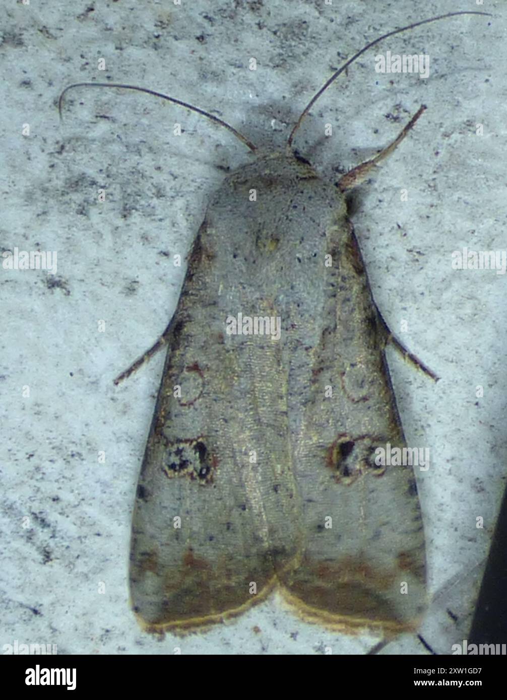 Green Cutworm Moth (Anicla infecta) Insecta Stock Photo - Alamy