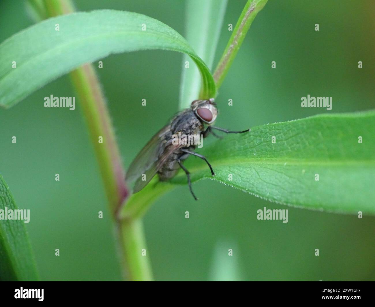 Cluster Flies (Pollenia) Insecta Stock Photo - Alamy