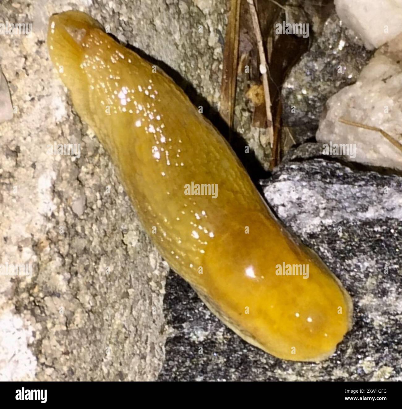 Western Dusky Slug (Arion subfuscus) Mollusca Stock Photo - Alamy