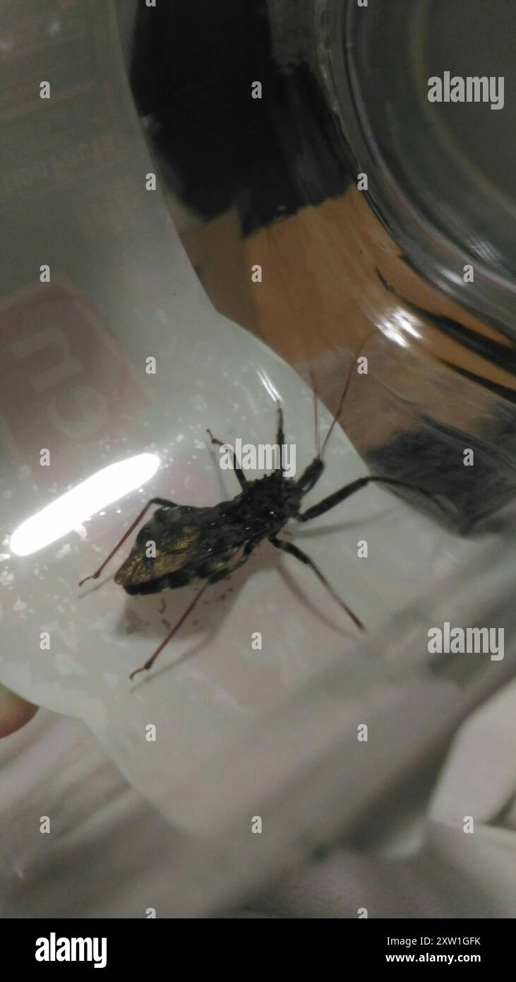 North American Wheel Bug (Arilus cristatus) Insecta Stock Photo - Alamy