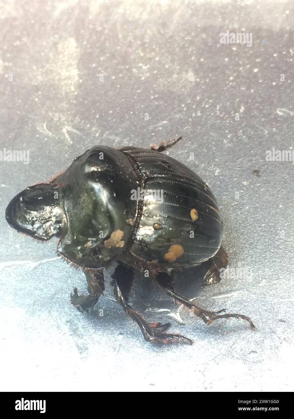 Carolina Copris (Dichotomius carolinus) Insecta Stock Photo - Alamy