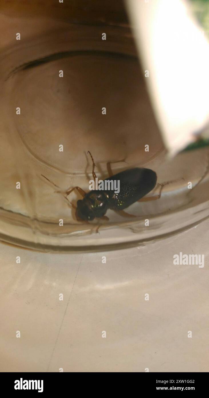 Virginia Metallic Tiger Beetle (Tetracha virginica) Insecta Stock Photo ...