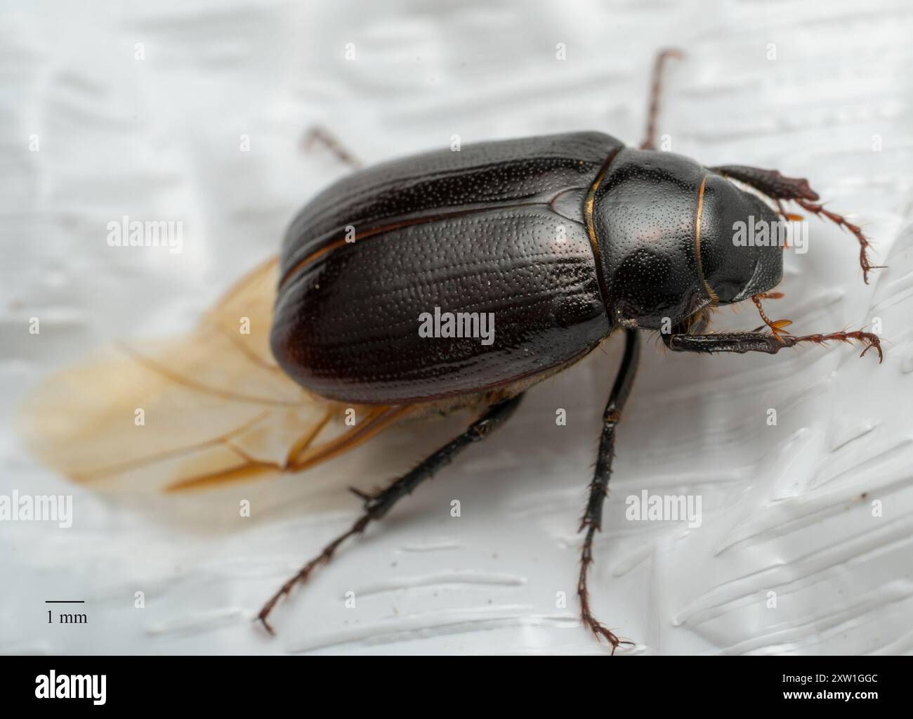 Scarabs (Scarabaeidae) Insecta Stock Photo - Alamy