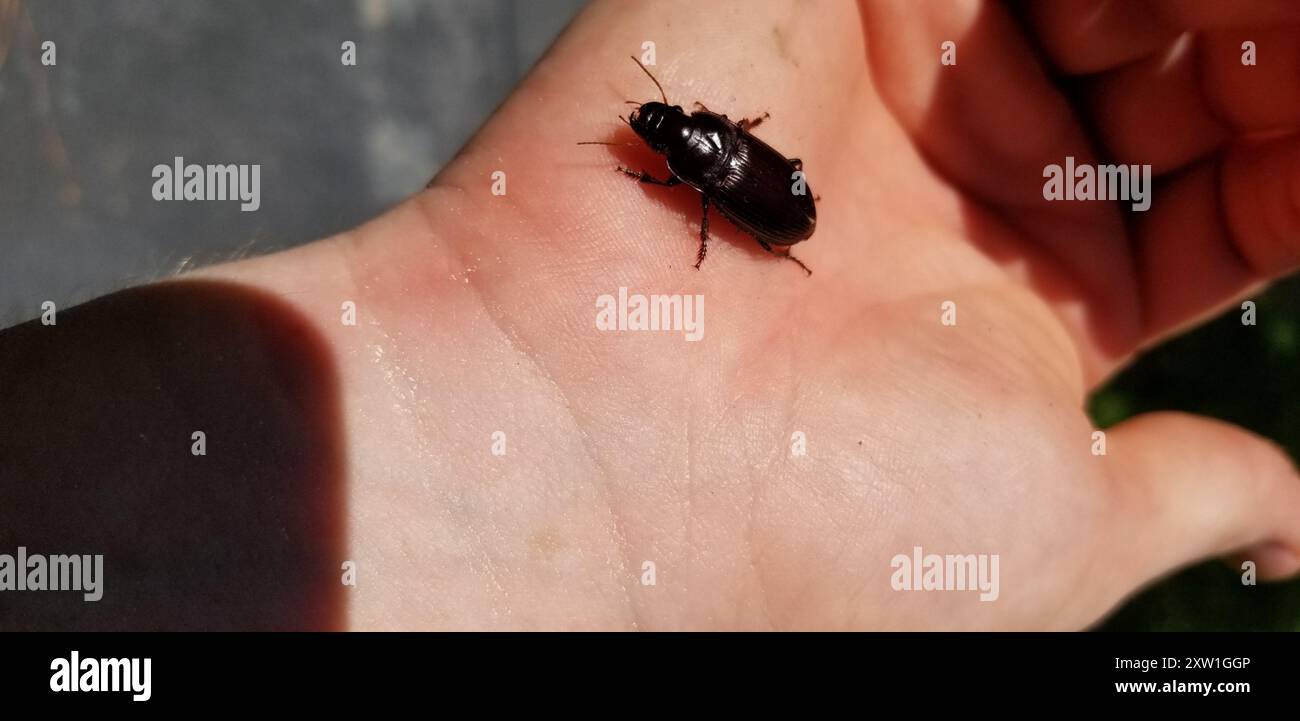 Murky Ground Beetle (Harpalus caliginosus) Insecta Stock Photo - Alamy