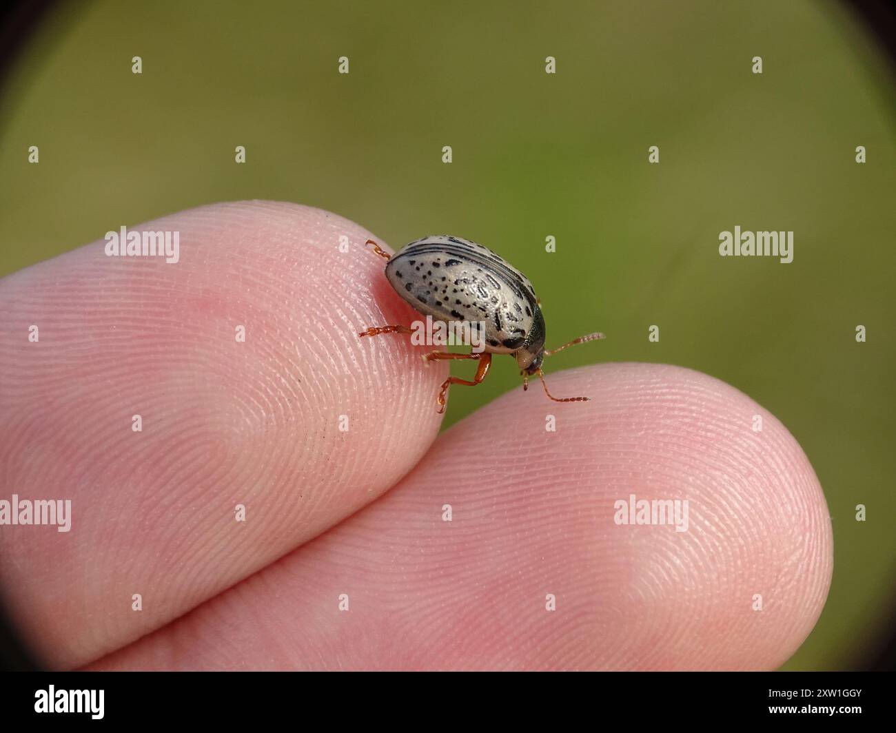 Common Willow Calligrapher Beetle (Calligrapha multipunctata) Insecta ...
