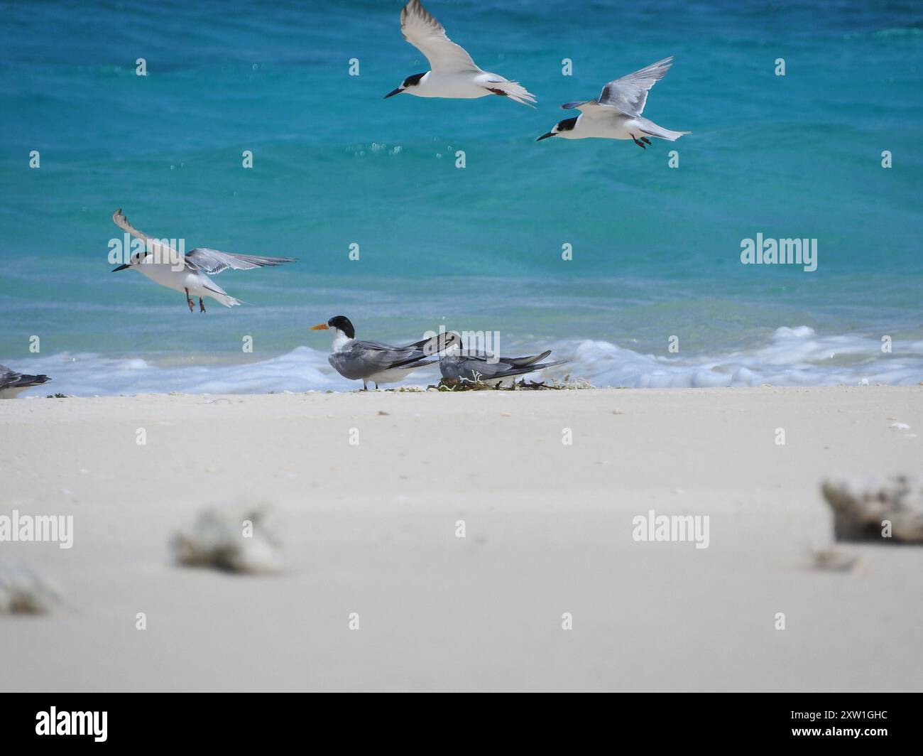 Lesser Crested Tern (Thalasseus bengalensis) Aves Stock Photo - Alamy