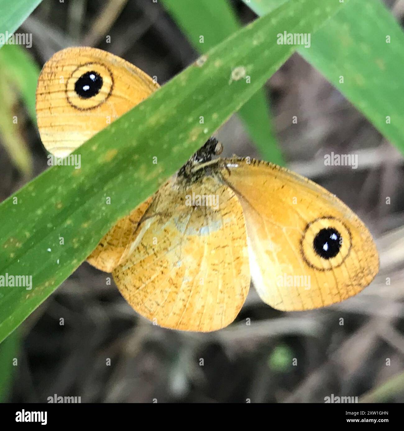Common Fijian Ringlet (Ypthima sesara) Insecta Stock Photo - Alamy