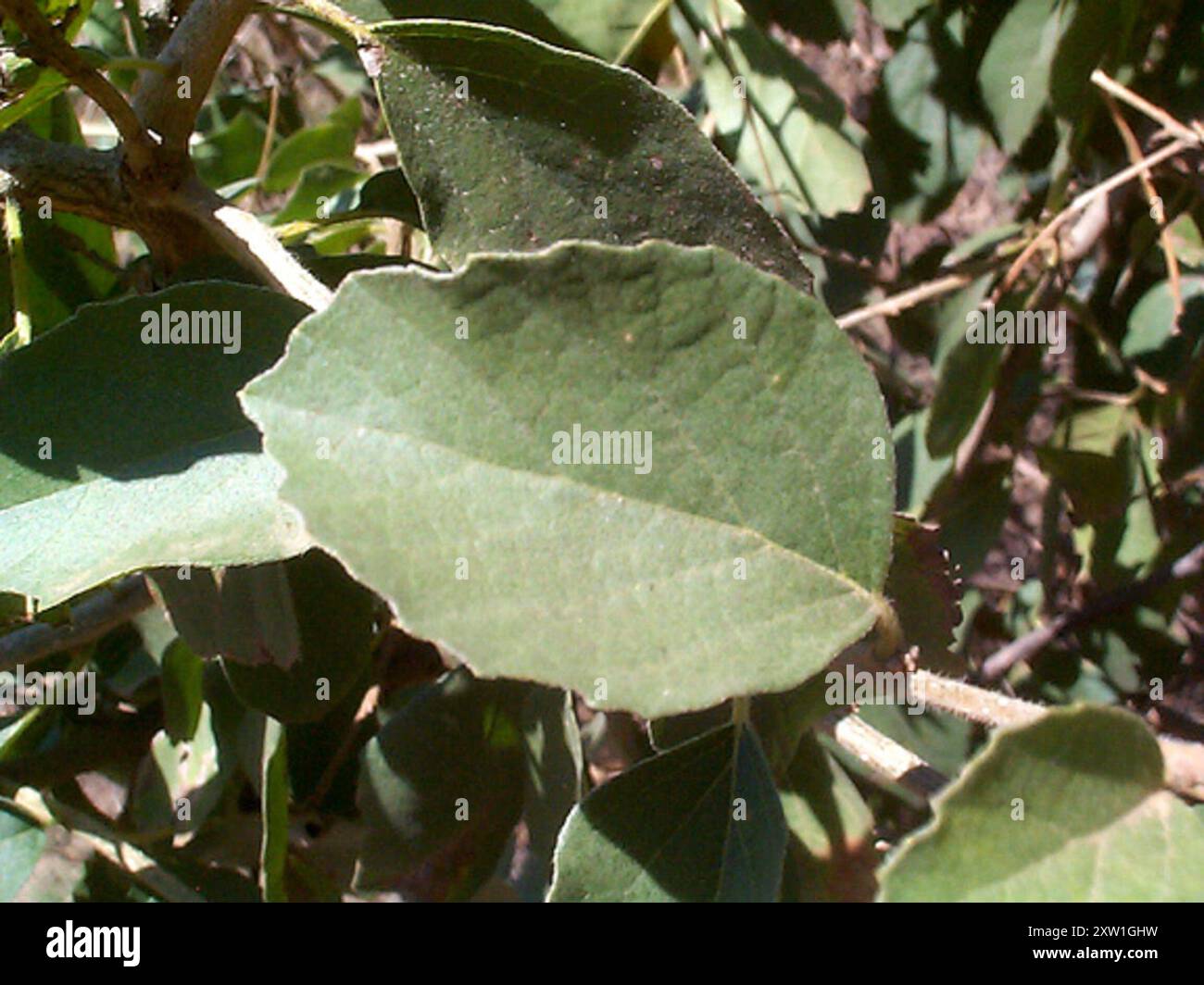 Sandpaper Saucerberry (Cordia monoica) Plantae Stock Photo - Alamy