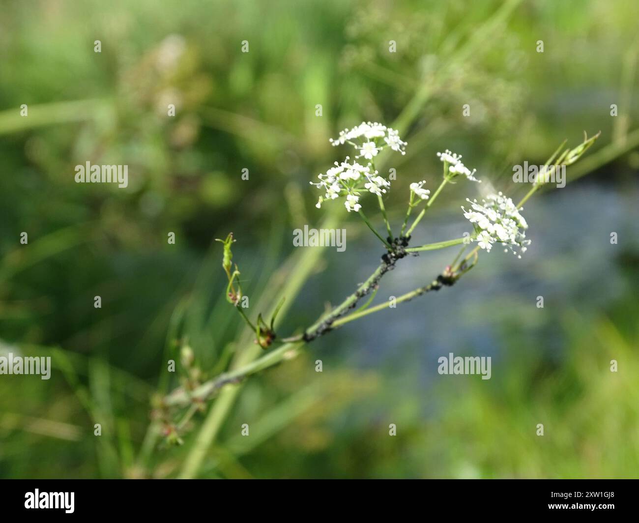 bulblet-bearing water hemlock (Cicuta bulbifera) Plantae Stock Photo ...