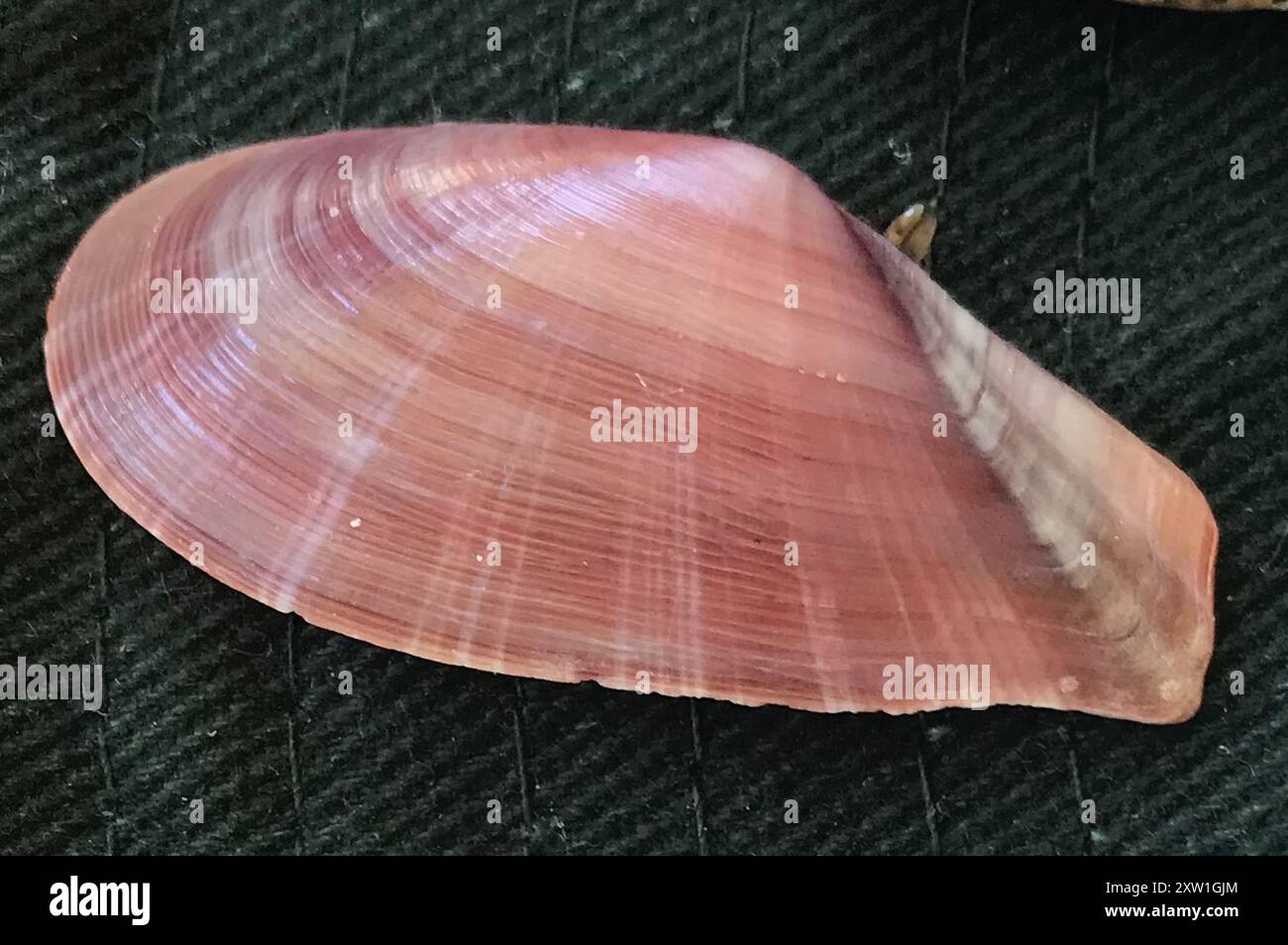 Tellins and Allies (Tellinidae) Mollusca Stock Photo - Alamy
