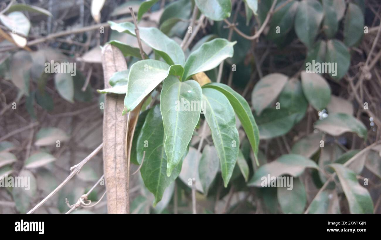 Mansoa alliacea hi-res stock photography and images - Alamy