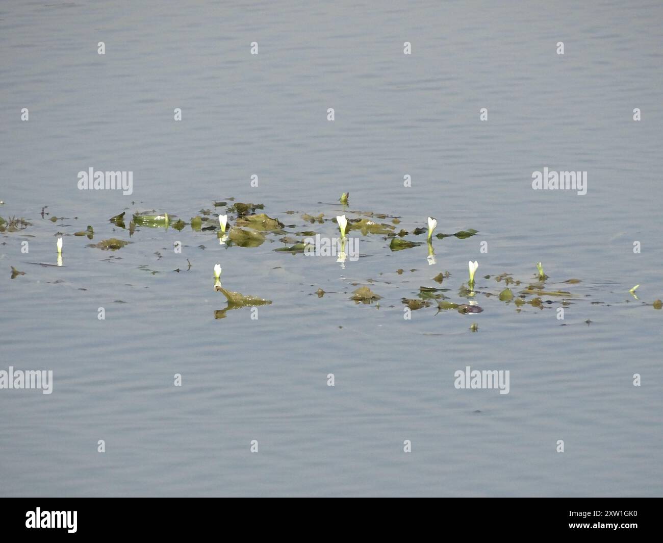crested floating-heart (Nymphoides hydrophylla) Plantae Stock Photo - Alamy