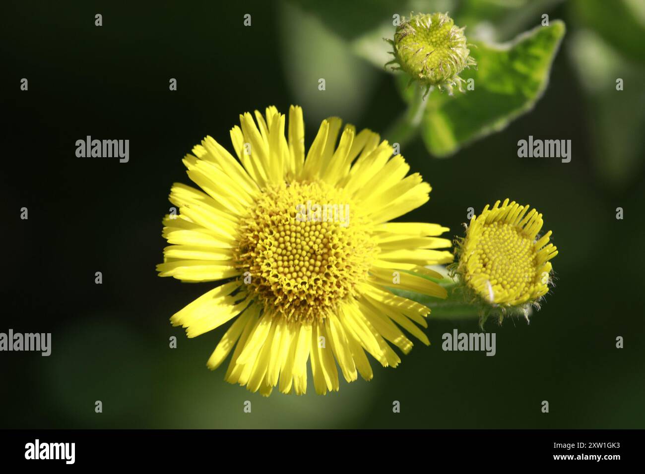 Common Fleabane (Pulicaria dysenterica) Plantae Stock Photo - Alamy