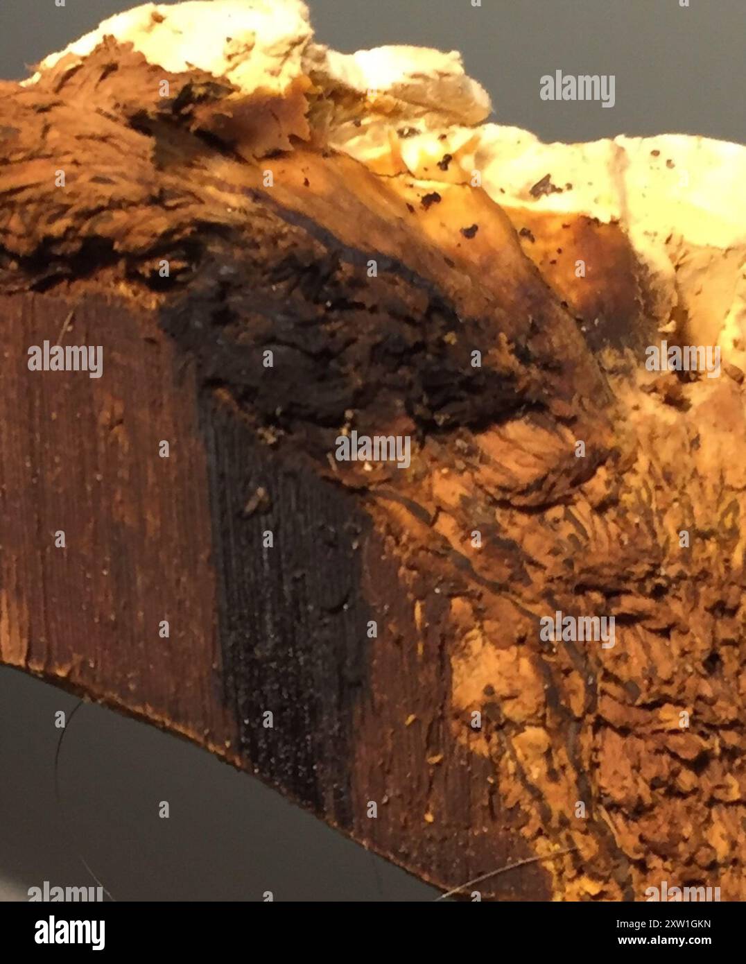 golden reishi (Ganoderma curtisii) Fungi Stock Photo - Alamy