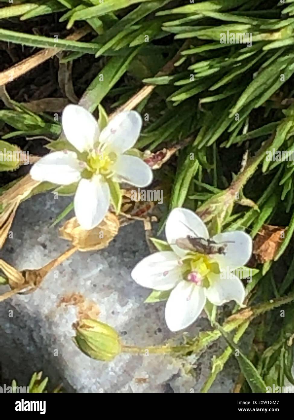 Sandwort (Minuartia) Plantae Stock Photo - Alamy