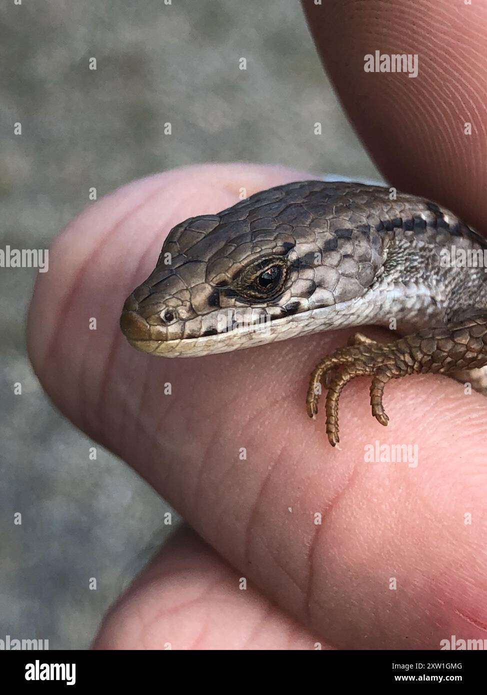 Northern Alligator Lizard (Elgaria coerulea) Reptilia Stock Photo - Alamy