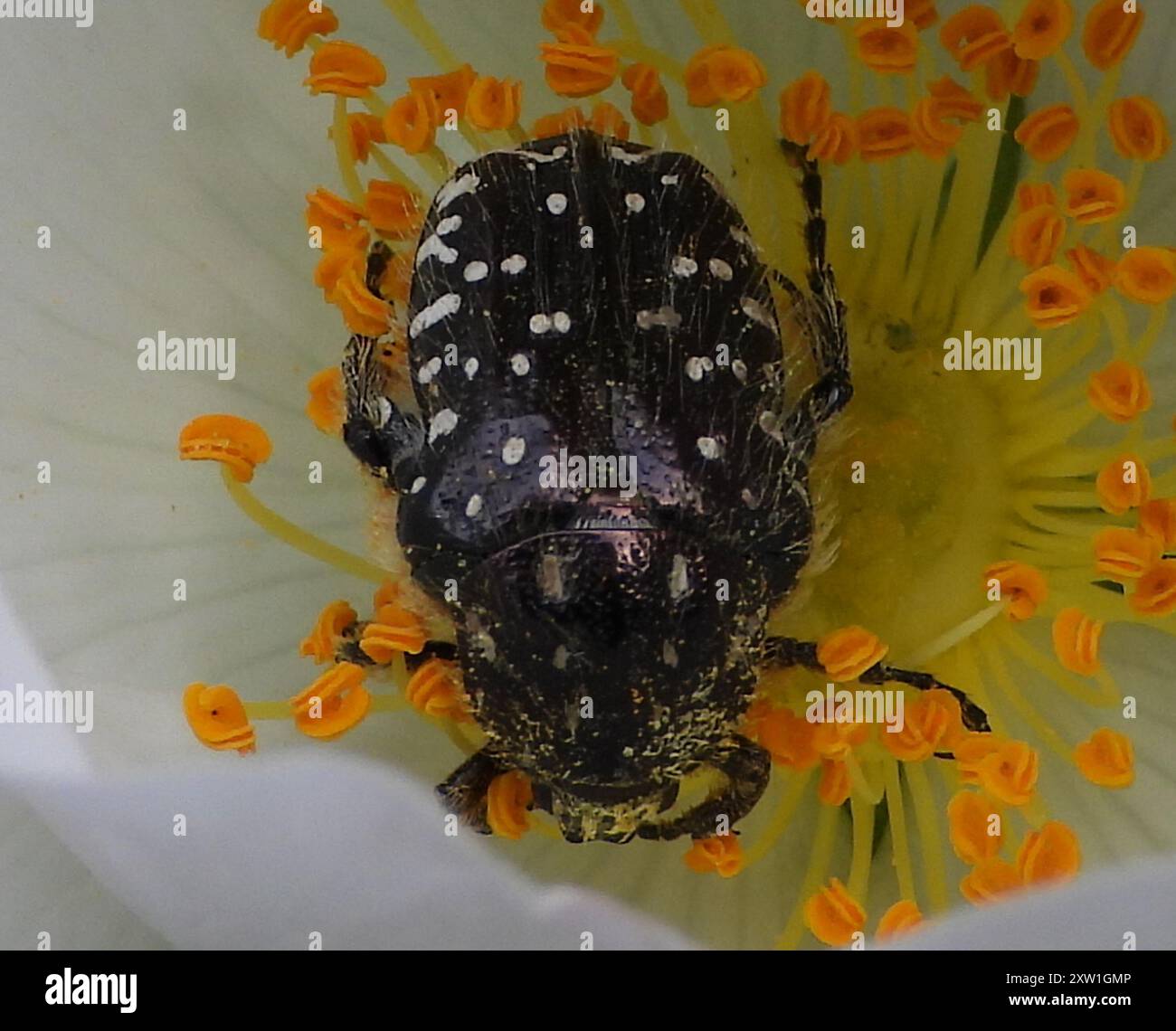 Mediterranean Spotted Chafer (Oxythyrea funesta) Insecta Stock Photo ...